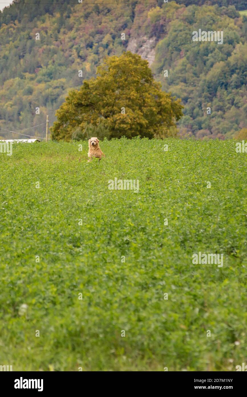 Italy stray dog hi-res stock photography and images - Alamy
