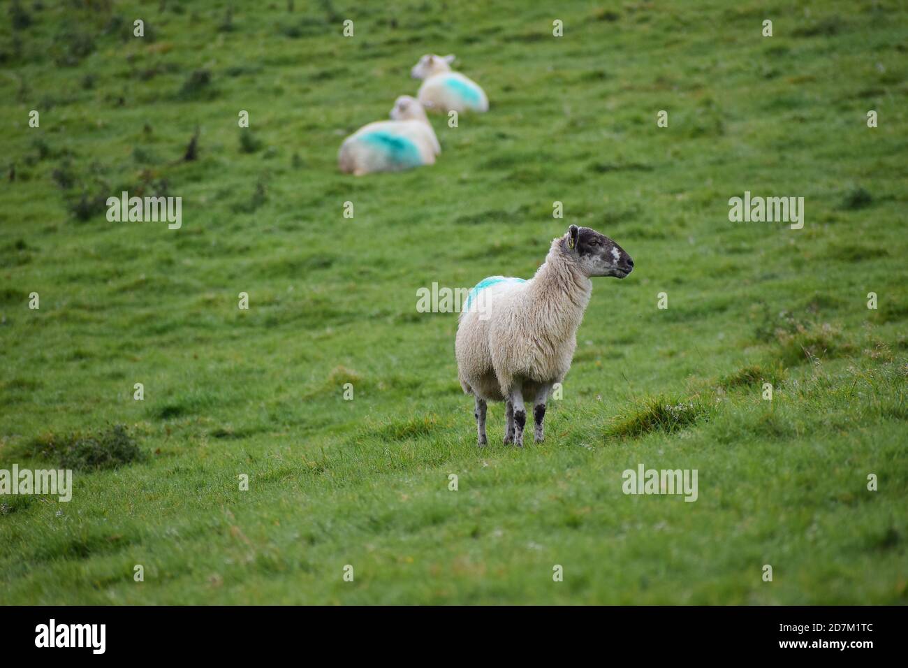 Masham ewe hornless sheep in Dartmoor It has black ears nose white legs ...