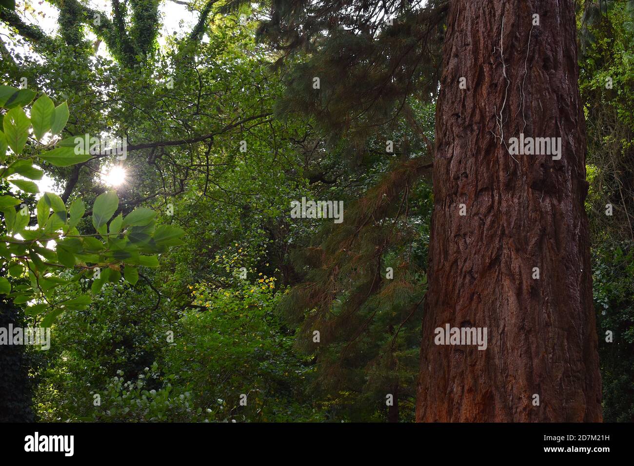 Dunster castle garden hi-res stock photography and images - Alamy