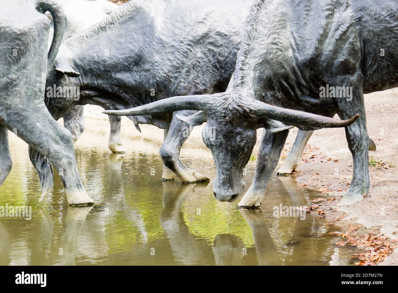 Bronze Cow Laps Up the Water in Dallas Pioneer Plaza Stock Photo - Alamy