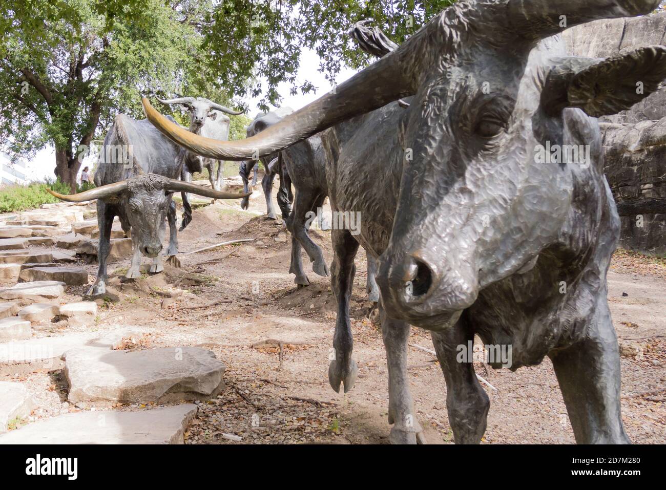 Bronze Sculptures of Cows in Dallas Pioneer Plaza Stock Photo - Alamy