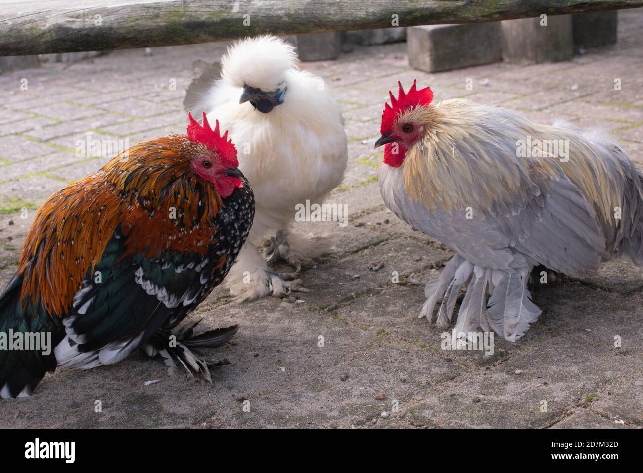 chickens enjoying each others company Stock Photo - Alamy