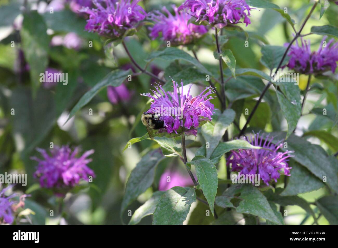 Close up of a Bumblee gathering pollen on a purple Bee Balm plant in a ...