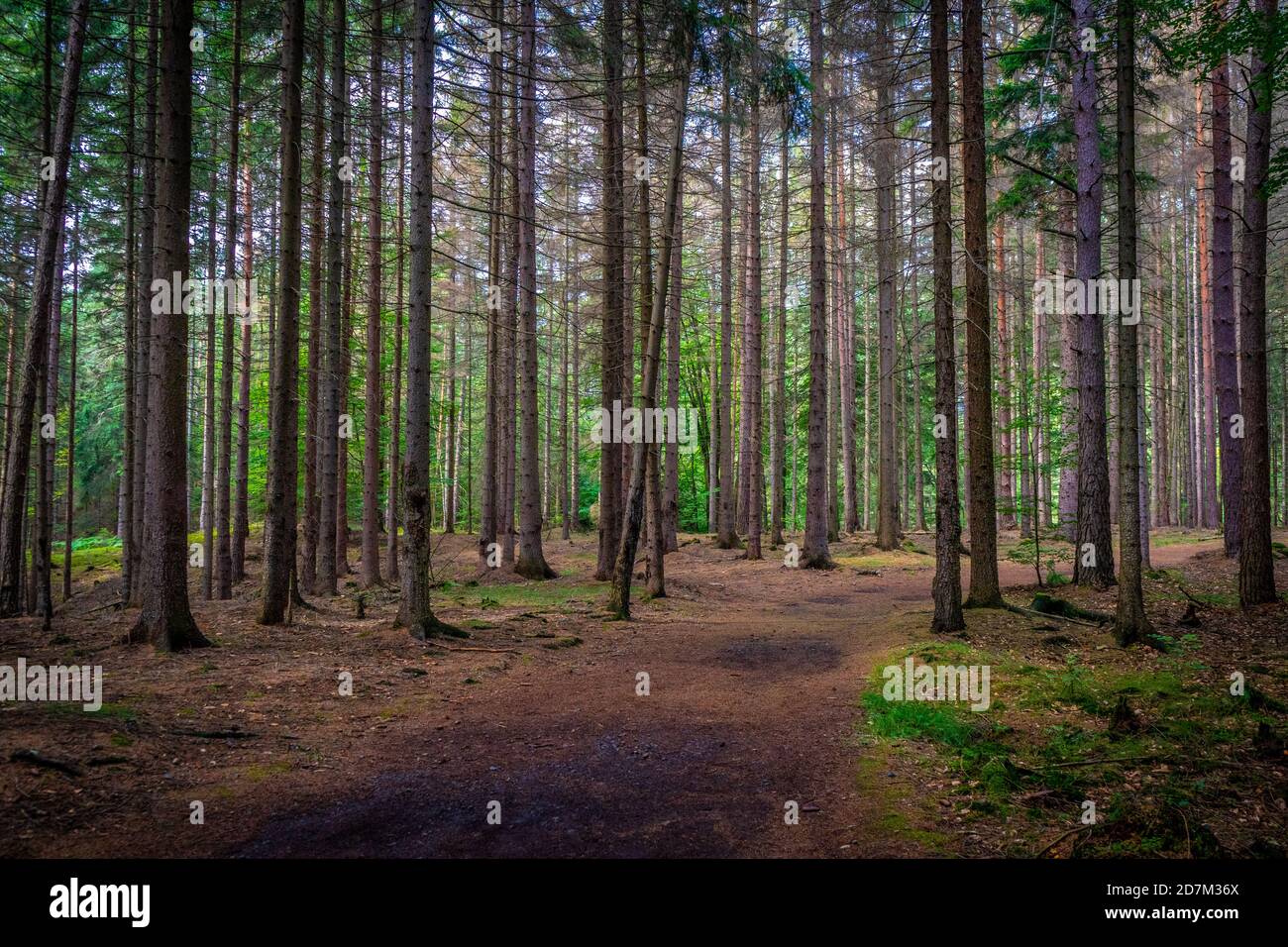 Forest Path in Bohemian Switzerland, Czechia Stock Photo - Alamy