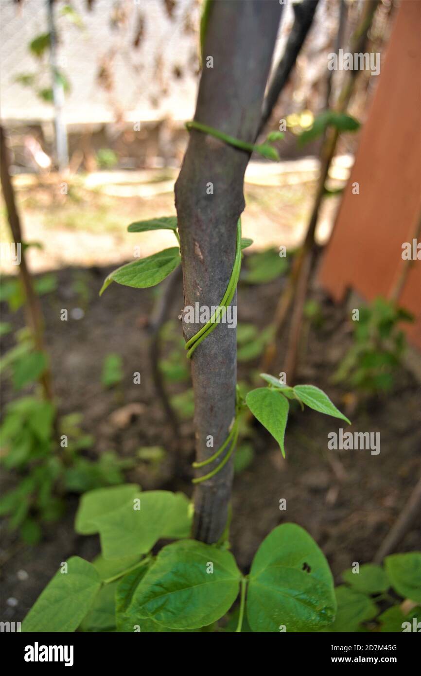 Green ivy wrapped around the branch. Green bean sapling wrapped around ...
