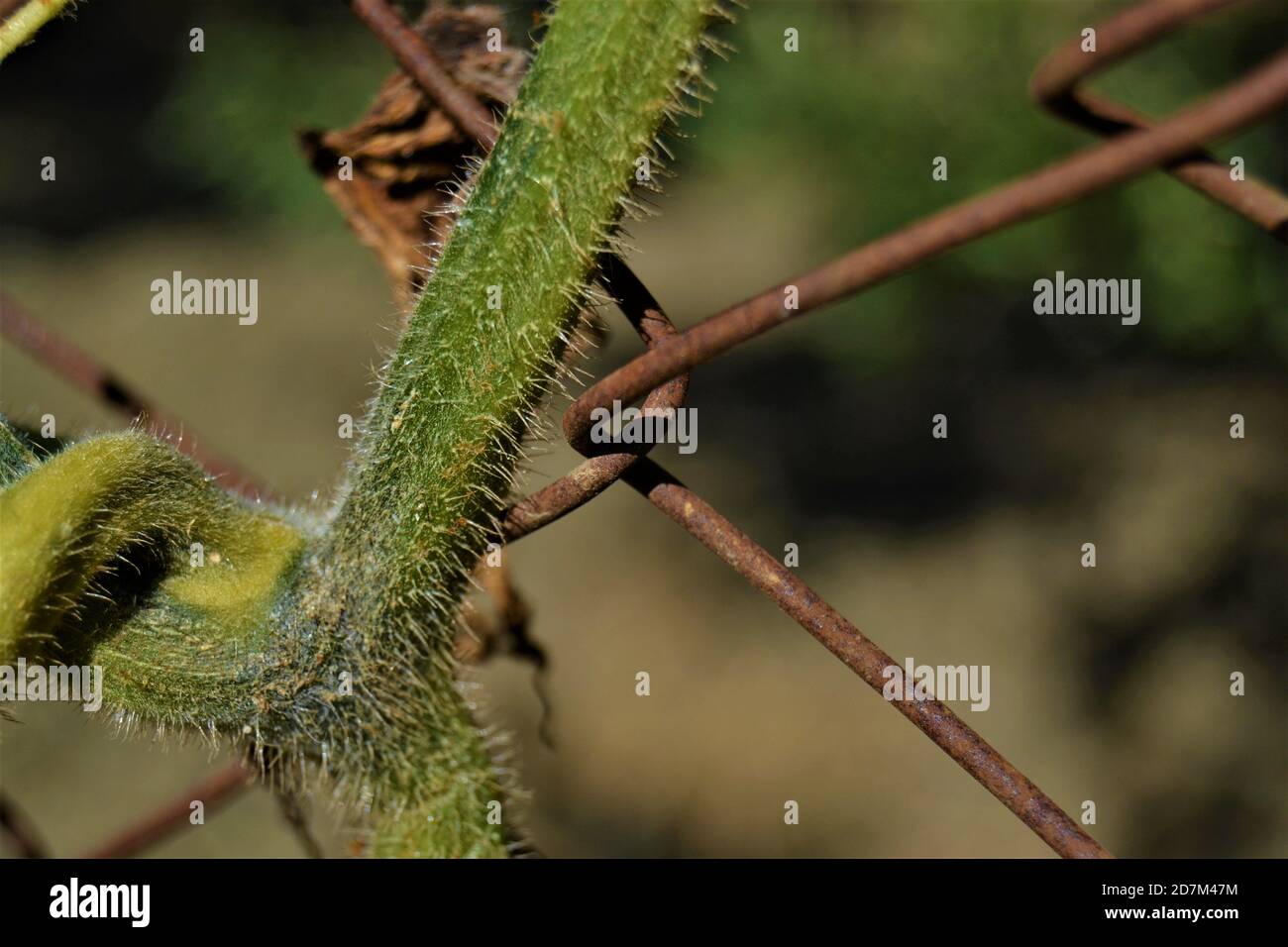 Green and prickly pumpkin branch. Close-up pumpkin branch and ...