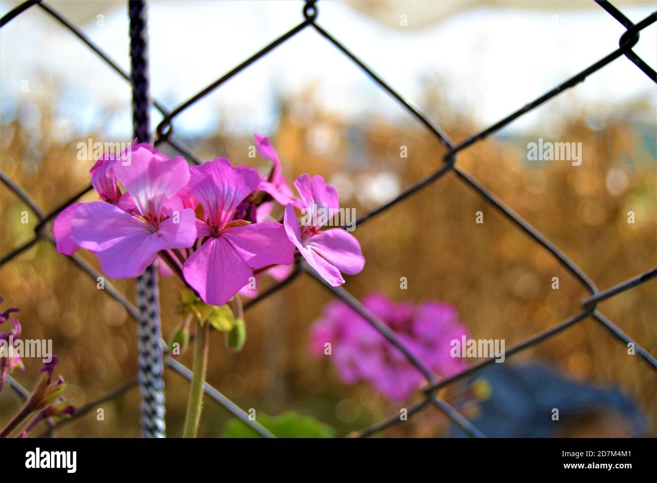 Purple flowers and fence wire. Purple flowers and blurred dried sweet ...