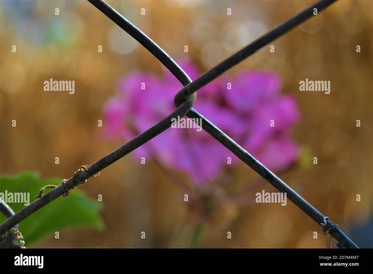 Purple flowers and fence wire. Purple flowers and blurred dried sweet ...
