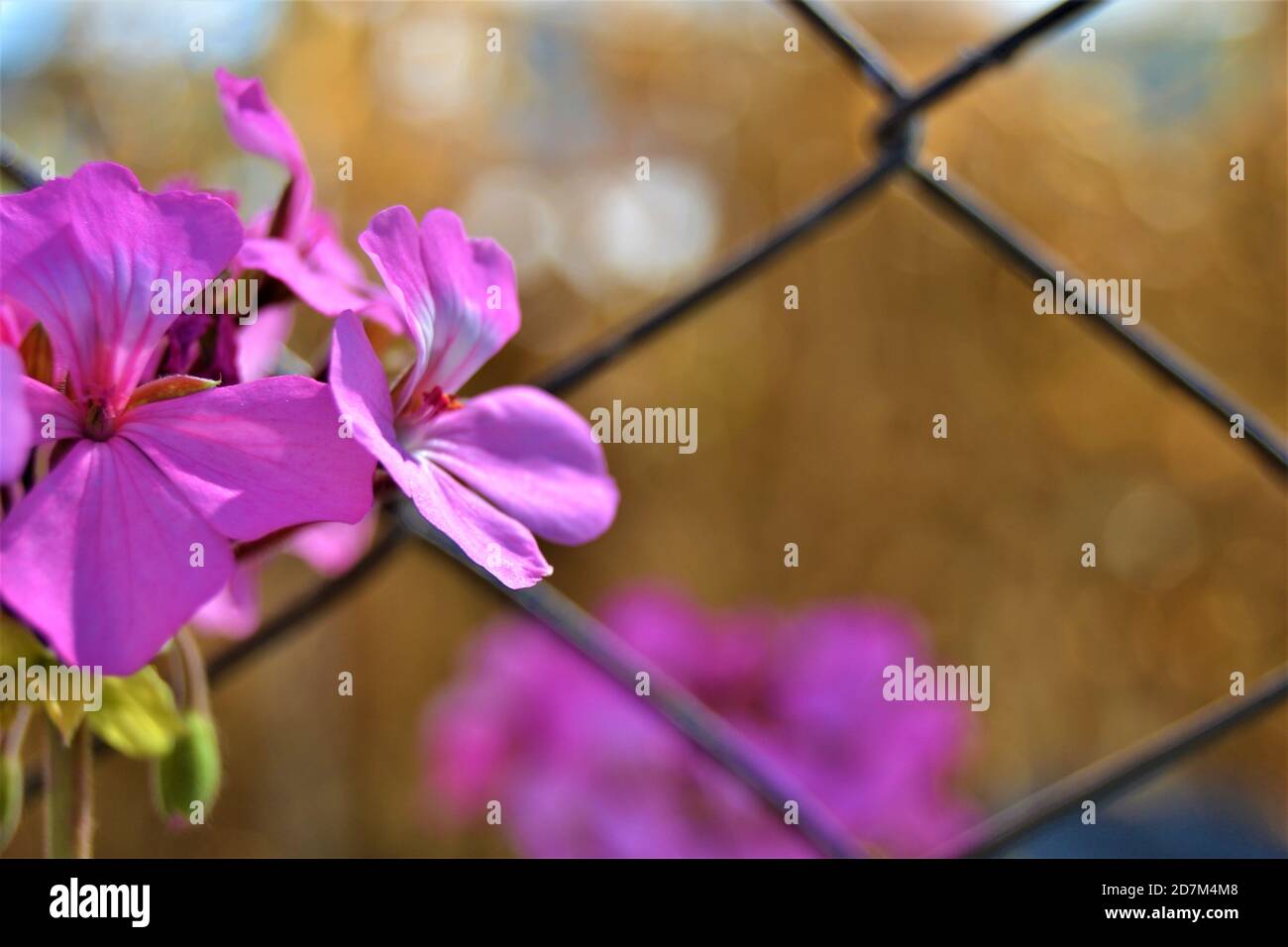 Purple flowers and fence wire. Purple flowers and blurred dried sweet ...