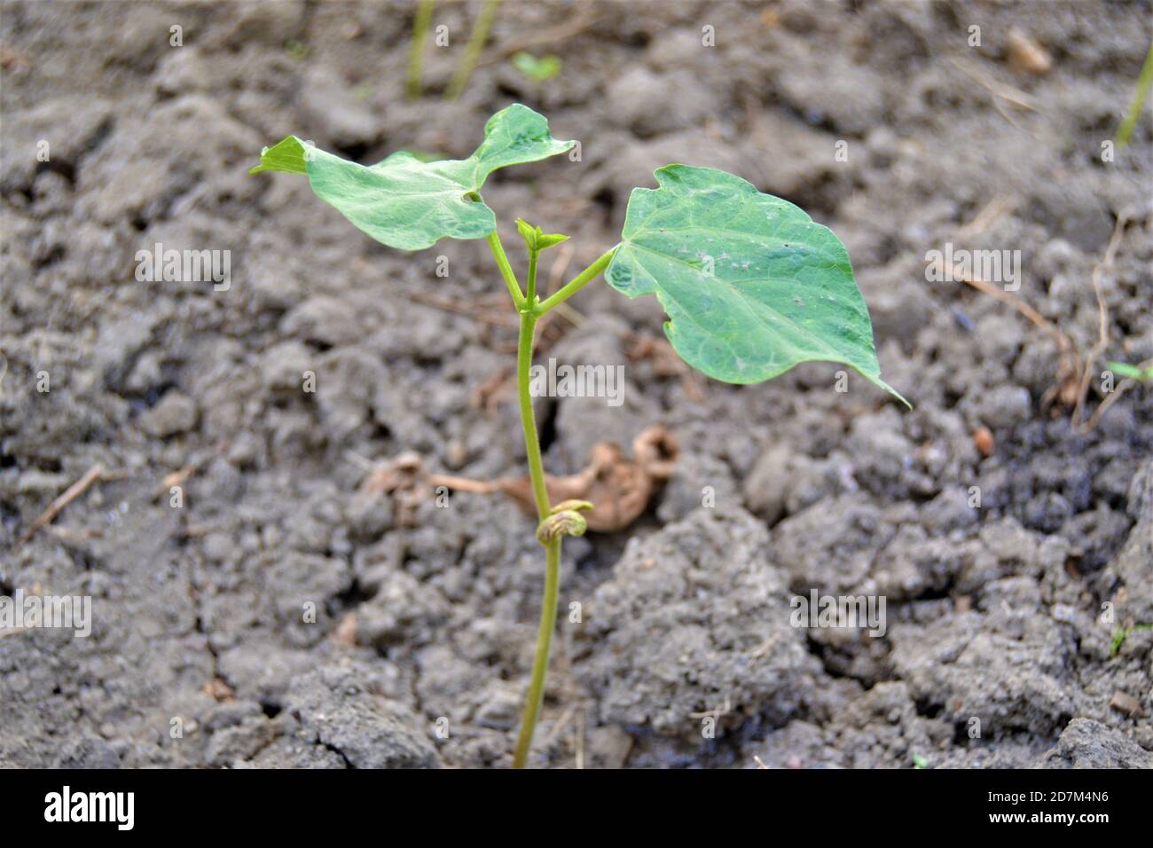 Small green sapling and black soil. The growth of a small bean seedling ...