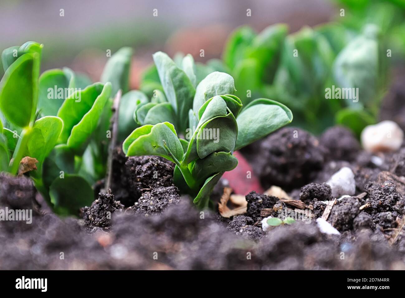 Macro view of new pea shoot leaves Stock Photo - Alamy