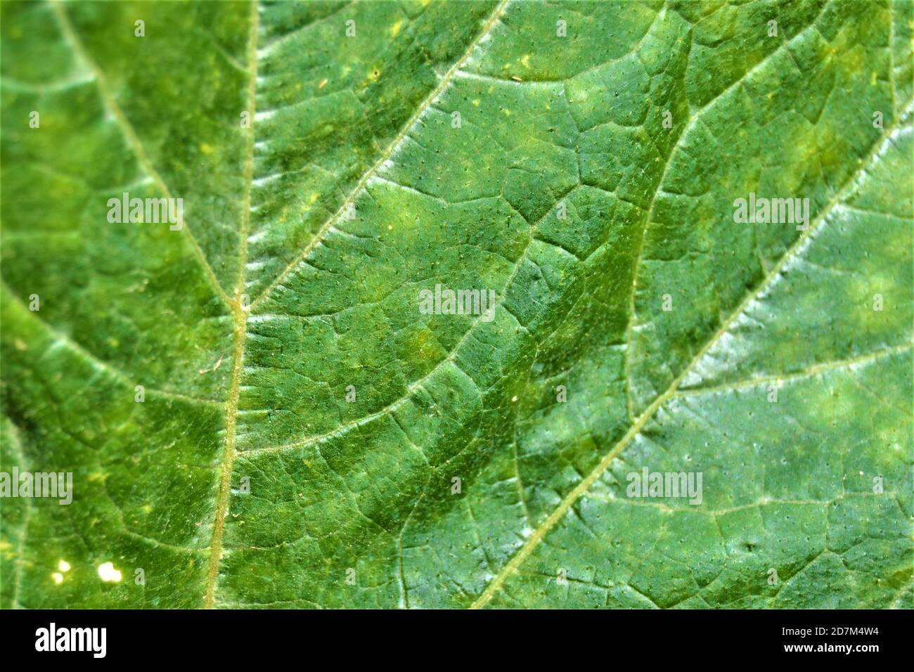 Leaf Vessels High Resolution Stock Photography and Images - Alamy