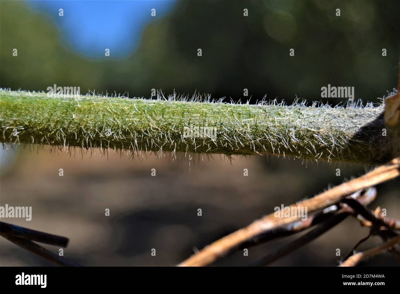 Green and prickly pumpkin branch. Close-up pumpkin branch and ...