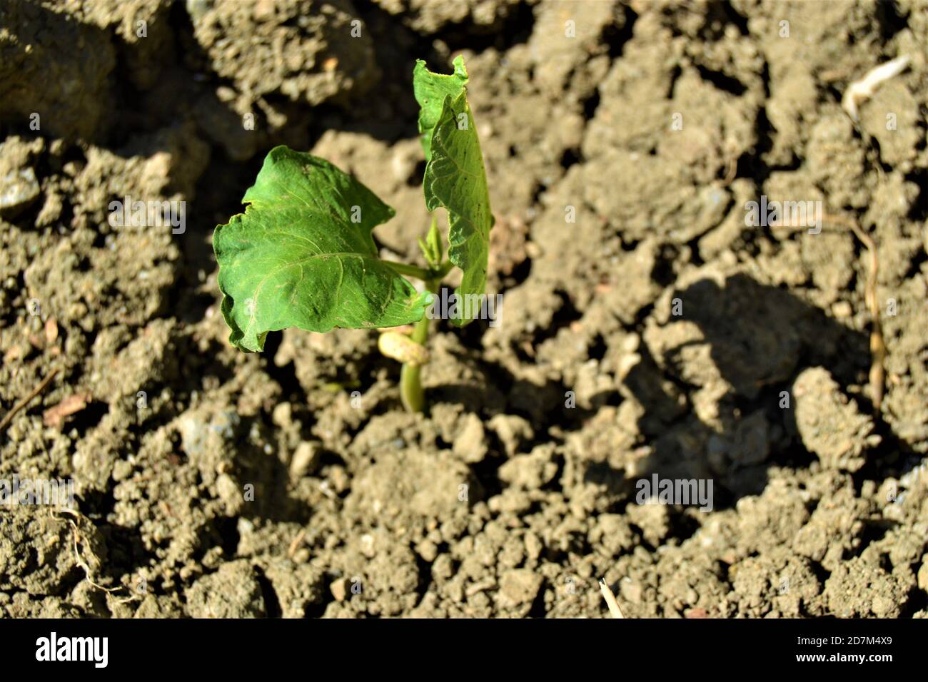 Small green sapling and black soil. The growth of a small bean seedling ...