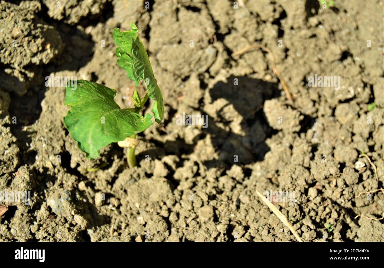Small green sapling and black soil. The growth of a small bean seedling ...
