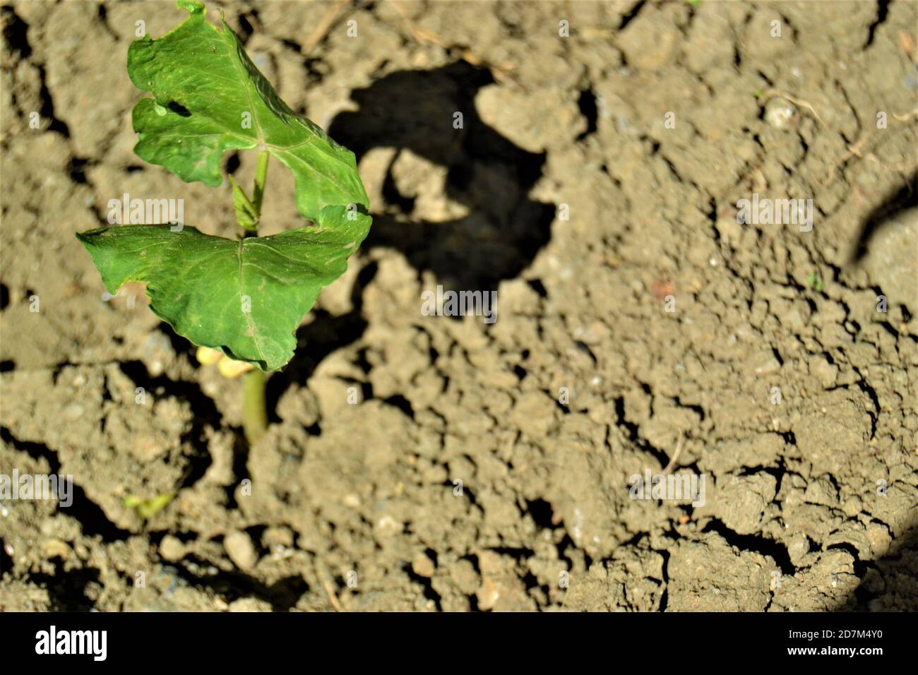 Small green sapling and black soil. The growth of a small bean seedling ...