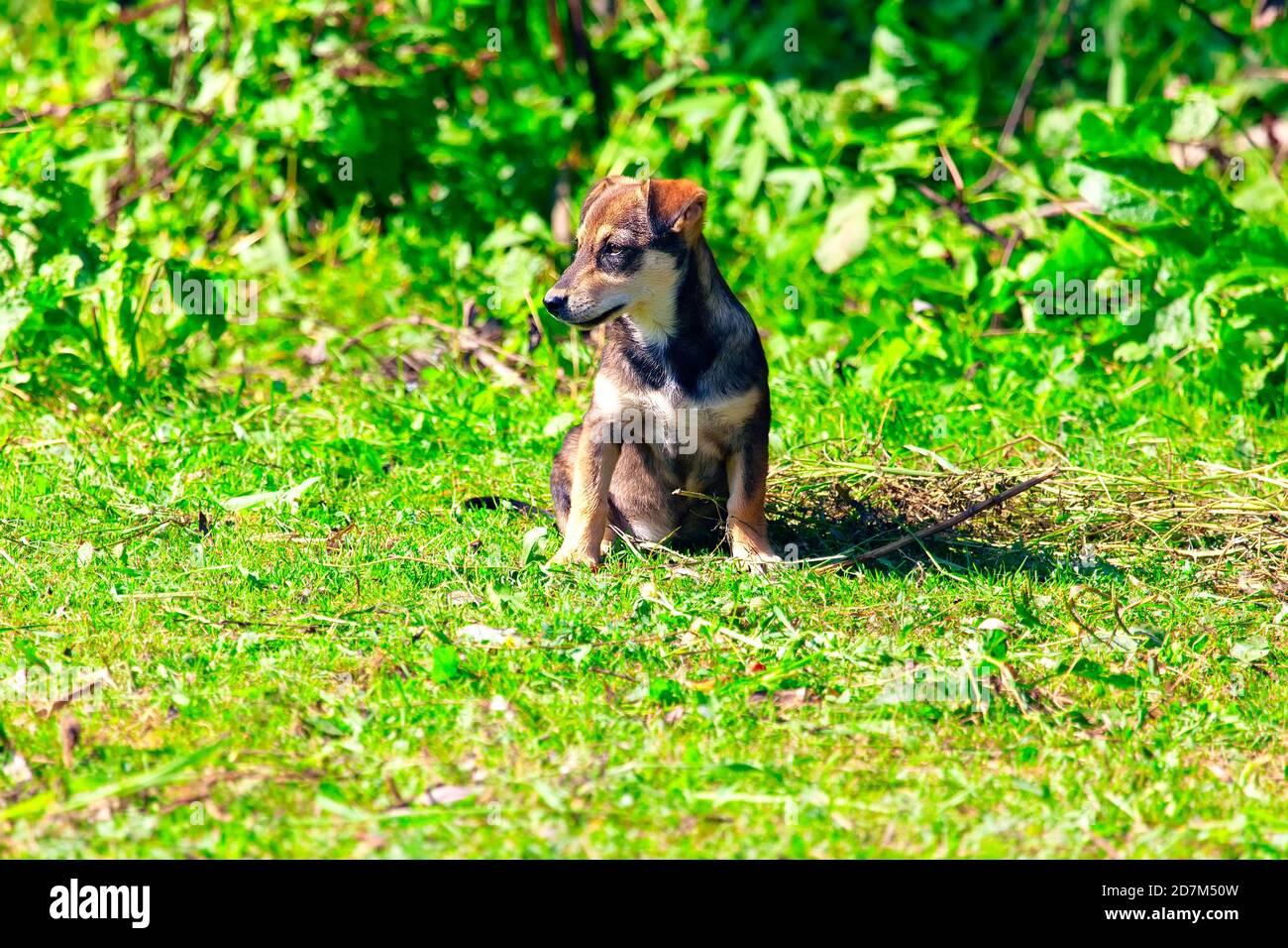 Rustic little dog on the green meadow Stock Photo - Alamy