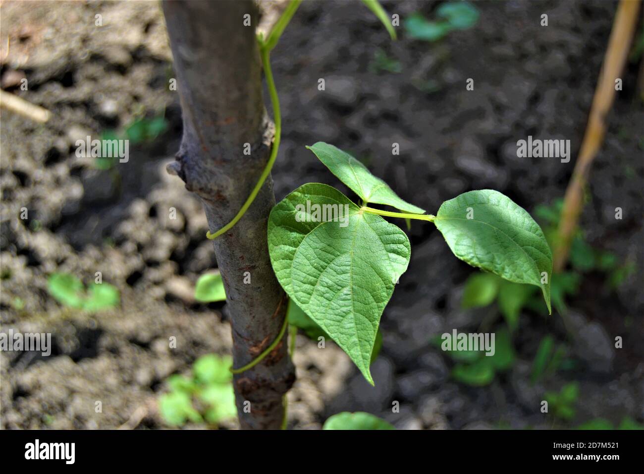 Green ivy wrapped around the branch. Green bean sapling wrapped around ...