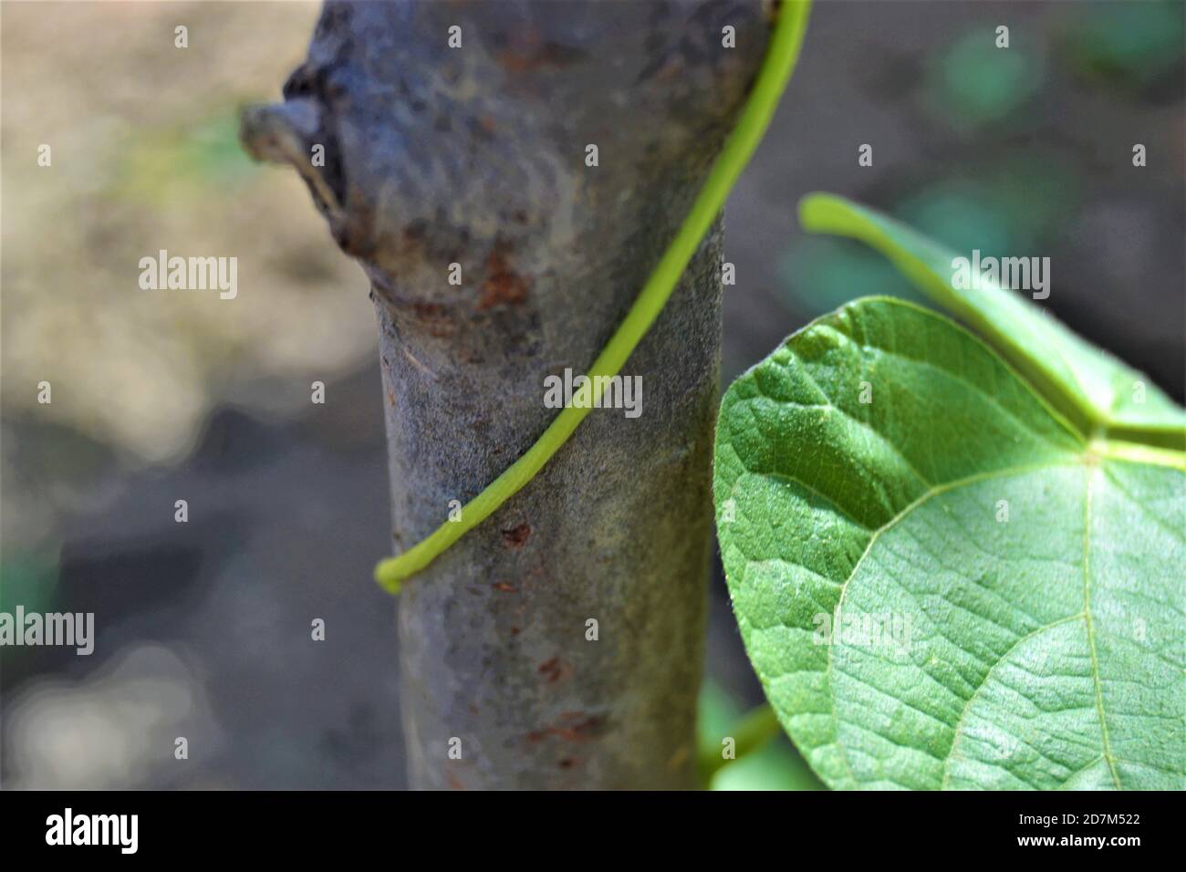 Green ivy wrapped around the branch. Green bean sapling wrapped around ...