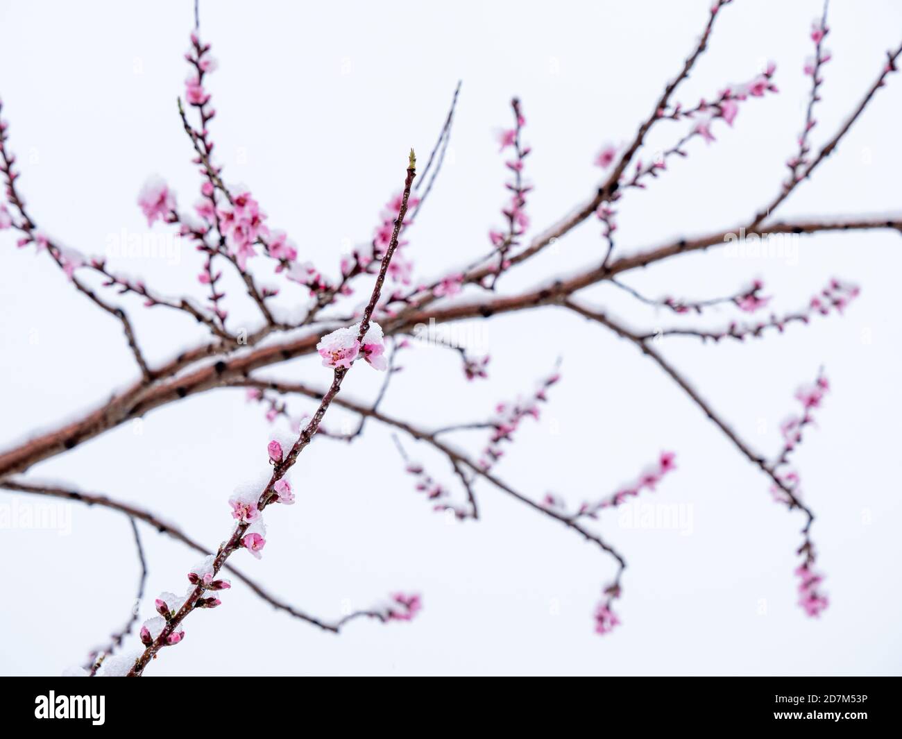 Peach flowers in bloom in the Japanese spring after a sudden and rare ...