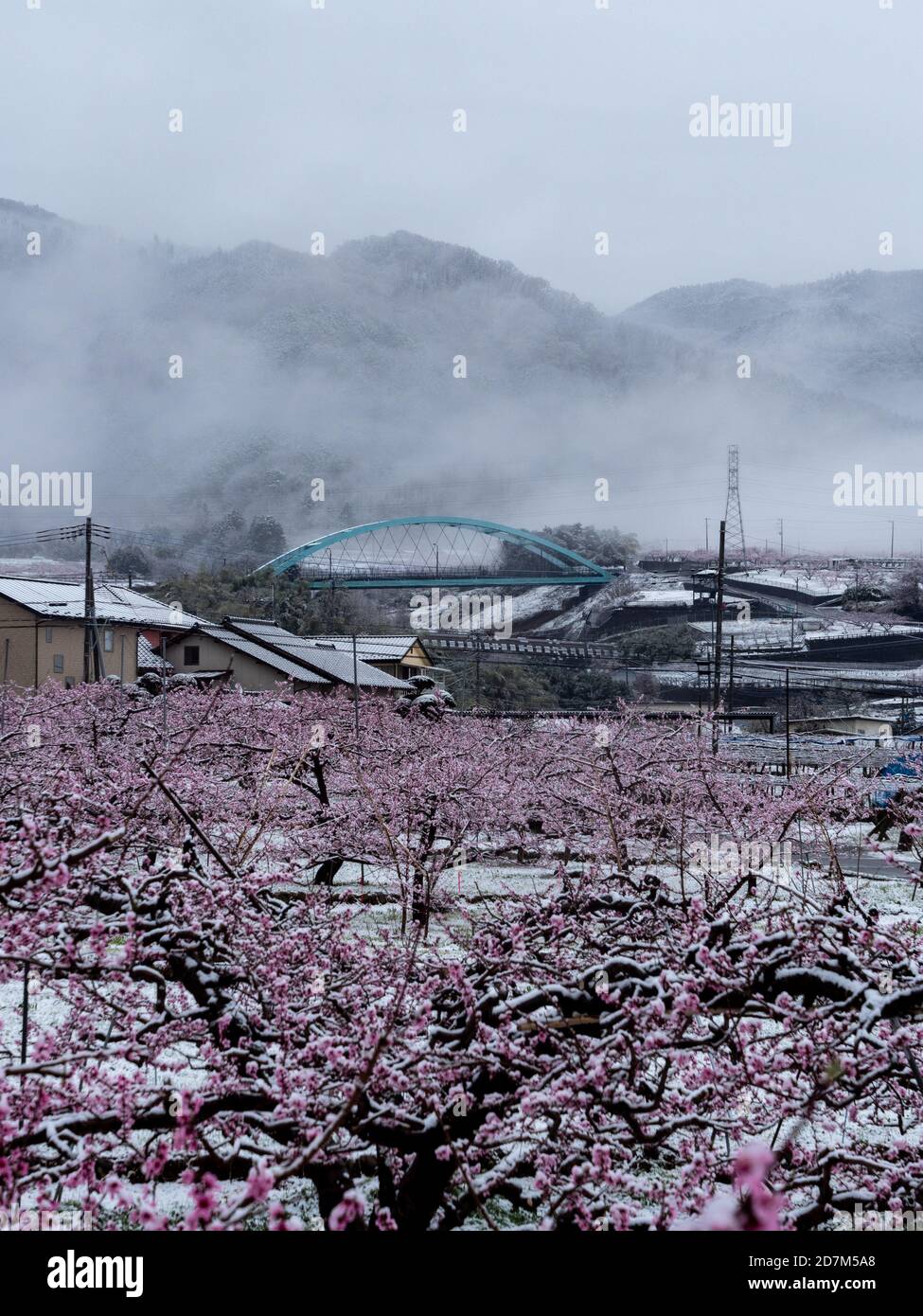 Peach flowers in bloom in the Japanese spring after a sudden and rare ...