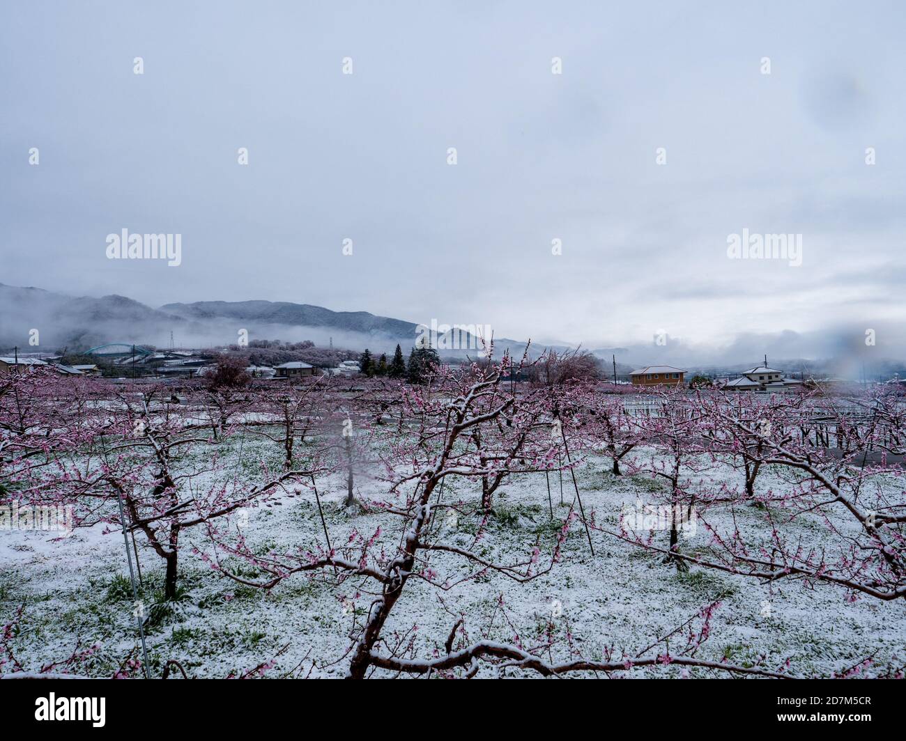 Peach flowers in bloom in the Japanese spring after a sudden and rare ...
