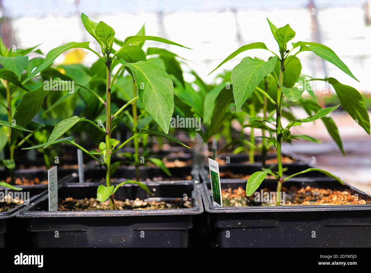 Side view of pepper plants growing in a nursery Stock Photo - Alamy