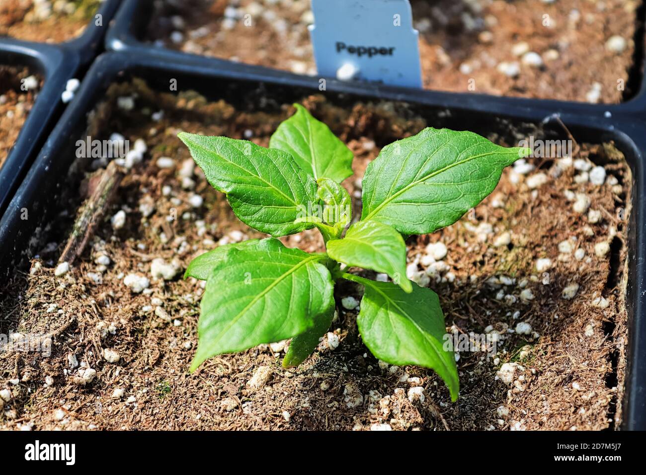 Red Pepper Plant Sprout