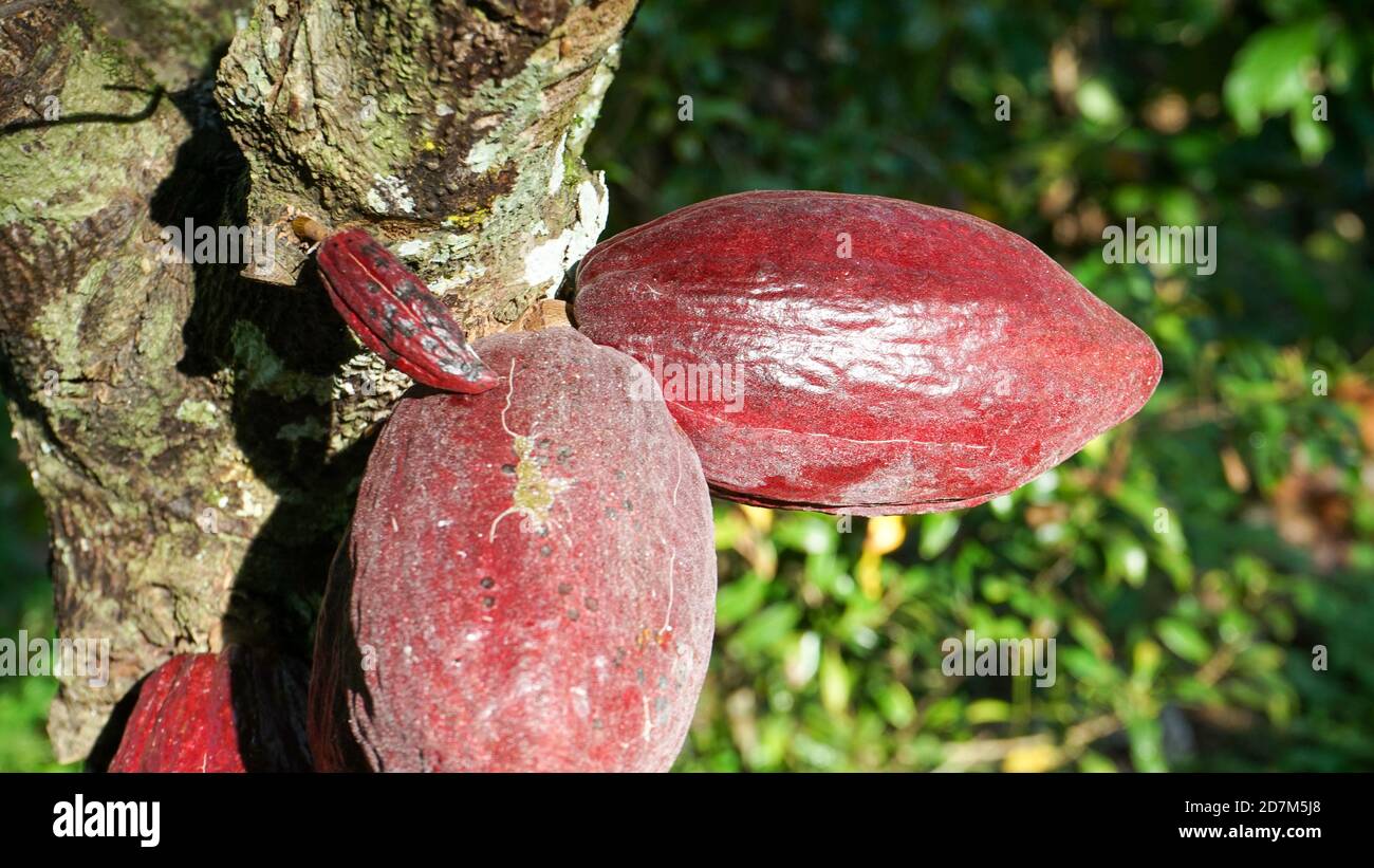Cocoa tree theobroma cacao leaves hi-res stock photography and images ...