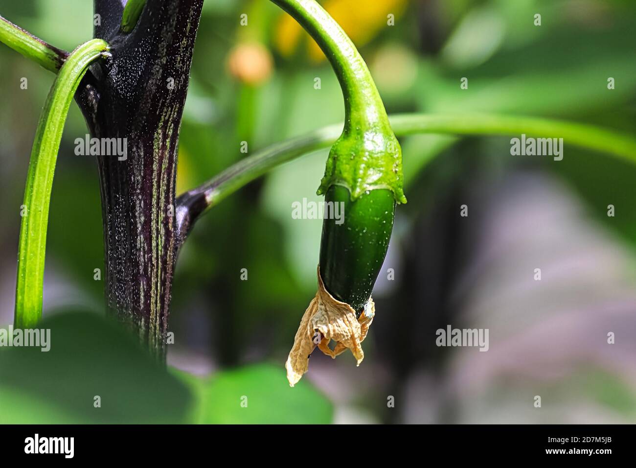 Macro view of a small pepper fruit forming Stock Photo - Alamy