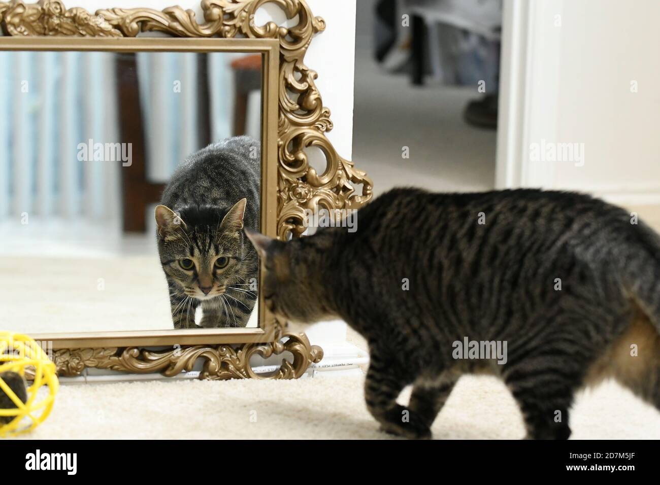 Tabby cat looking at its reflection in mirror Stock Photo - Alamy