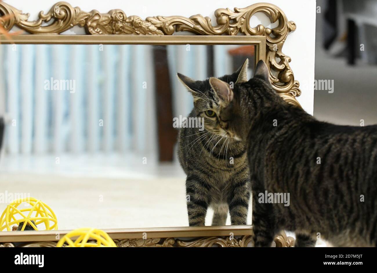 Tabby cat looking at its reflection in mirror Stock Photo - Alamy