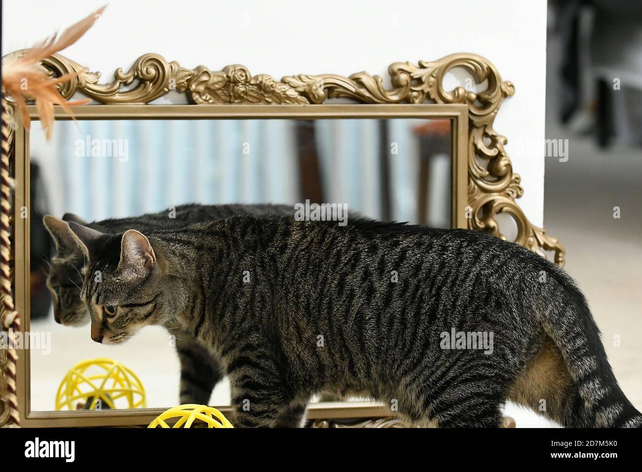 Tabby cat looking at its reflection in mirror Stock Photo - Alamy