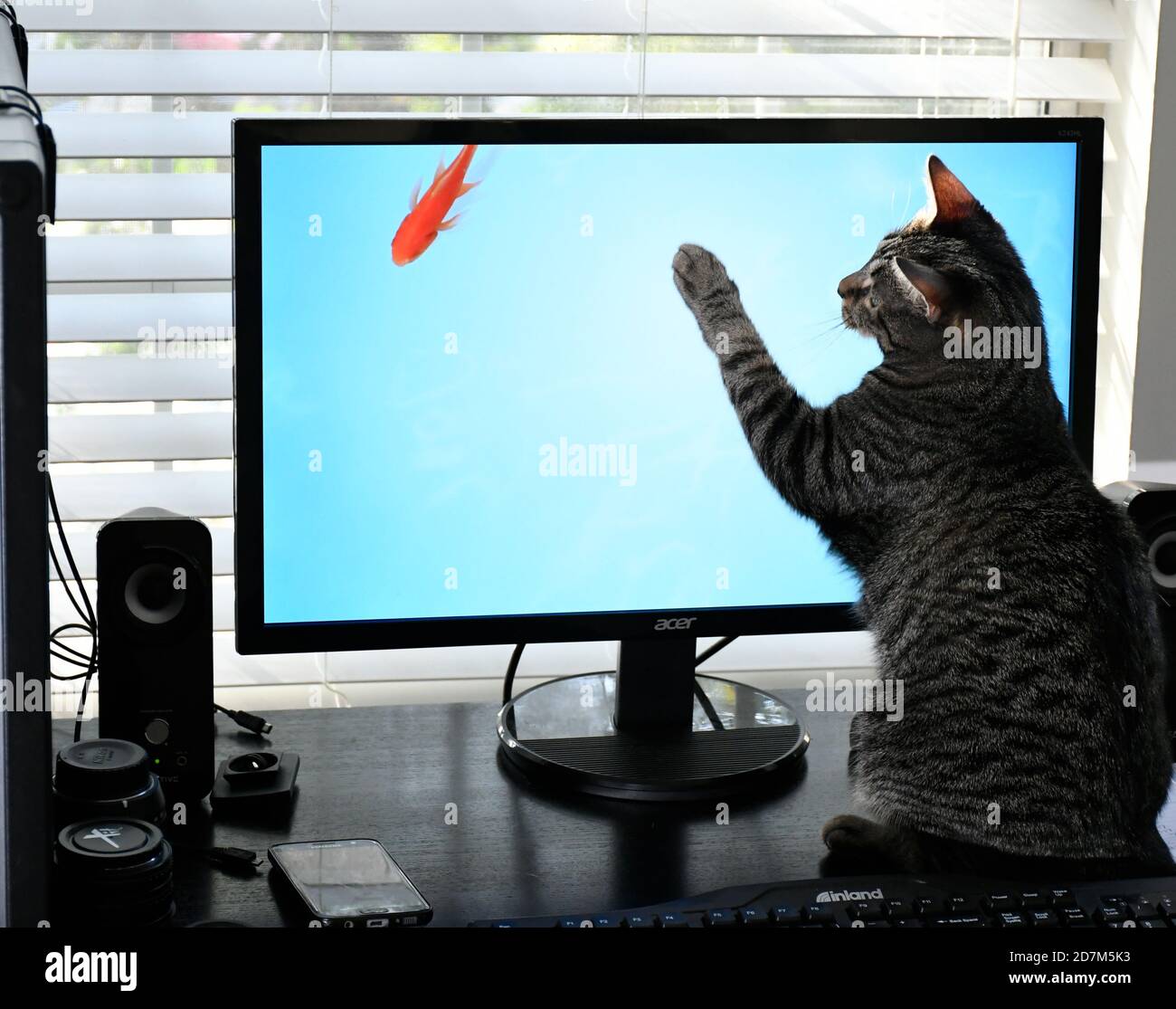 Cat watching fish hi-res stock photography and images - Alamy