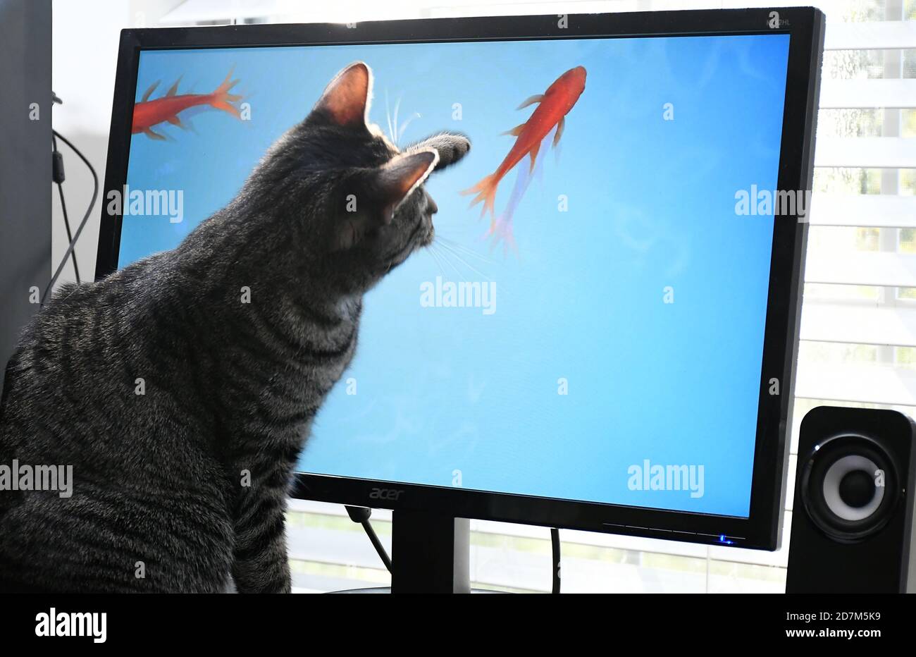 Tabby cat on desk watching gold fish swim on computer monitor Stock ...