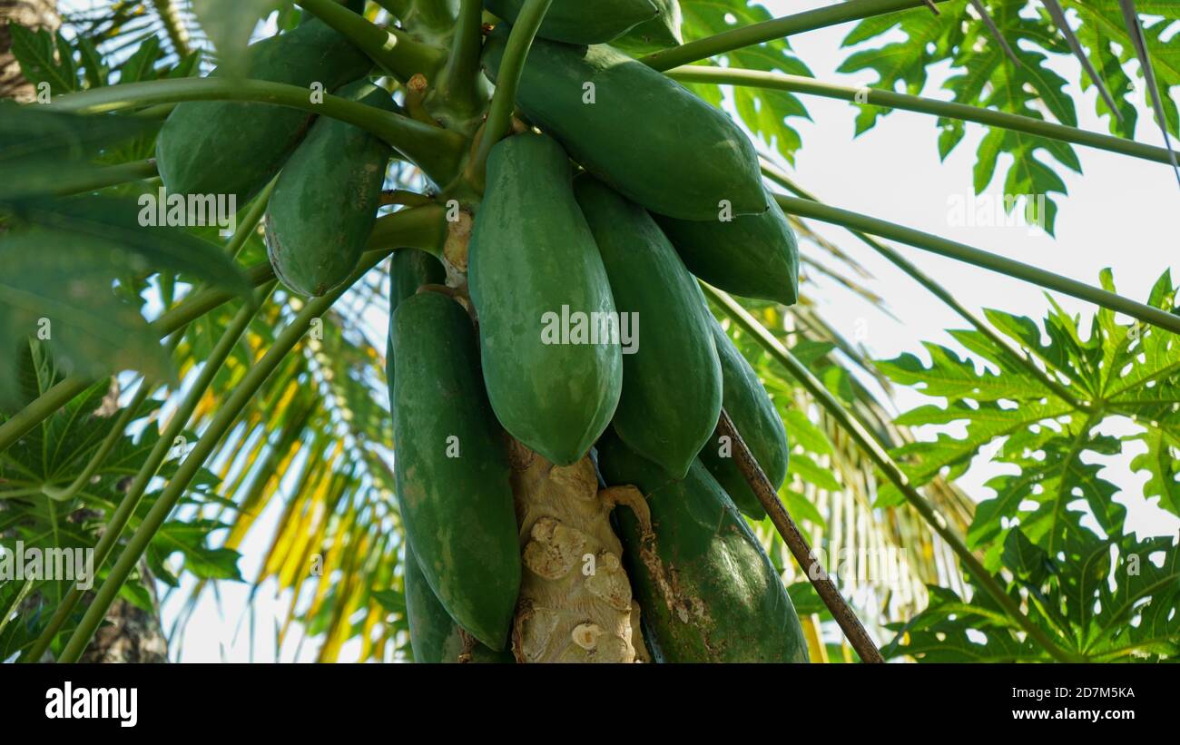 Delicious papaya hi-res stock photography and images - Alamy