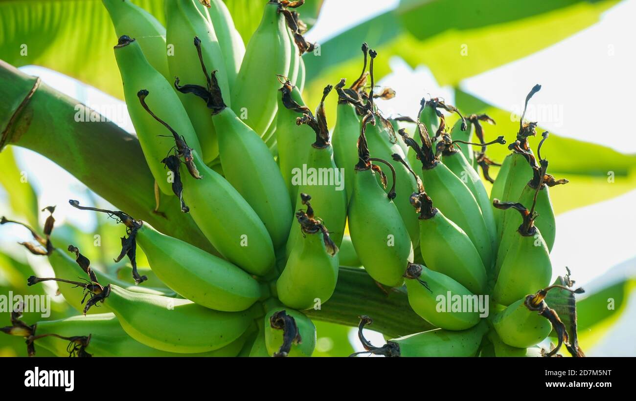 Big banana hi-res stock photography and images - Alamy