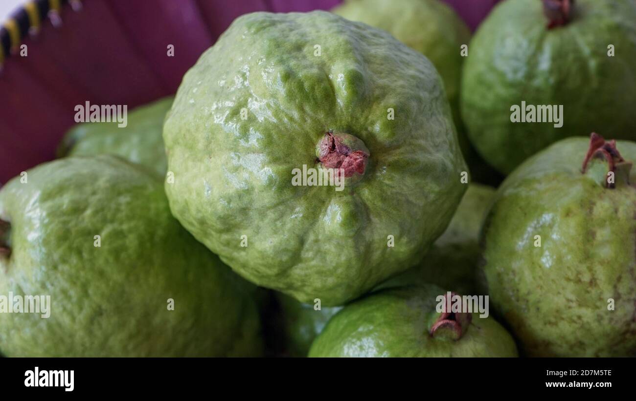 Guava farm hi-res stock photography and images - Alamy