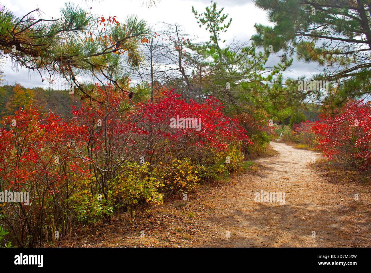 Lush Autumn foliage line the pathways and trails of Cheesequake State ...