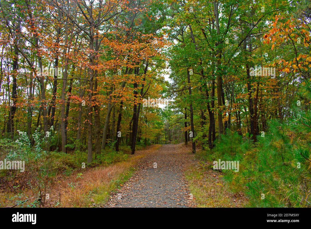 Lush Autumn foliage line the pathways and trails of Cheesequake State ...