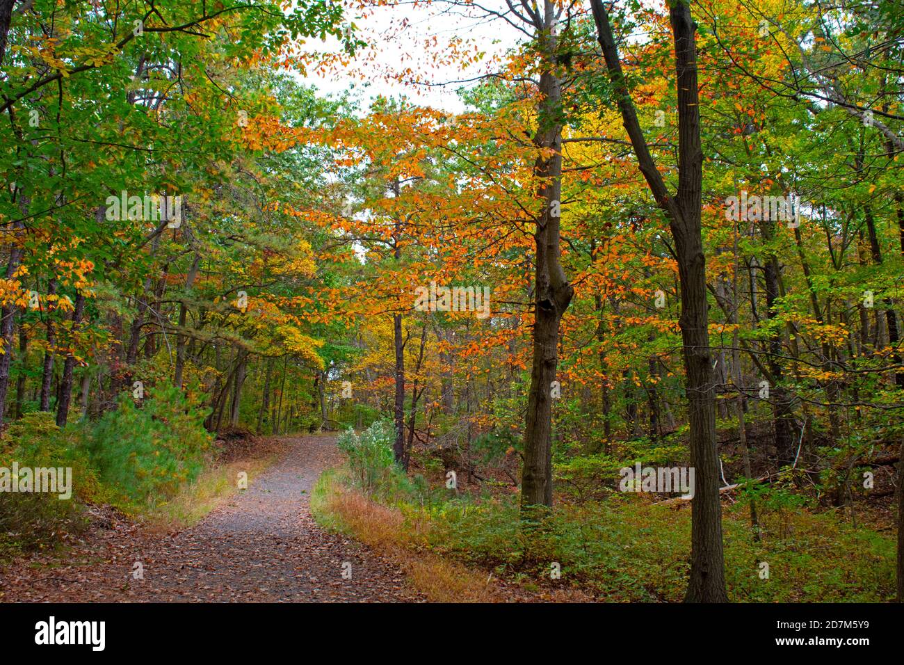 Lush Autumn foliage line the pathways and trails of Cheesequake State ...