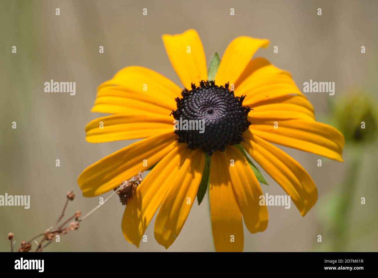 A Black-Eyed Susan in detail Stock Photo - Alamy