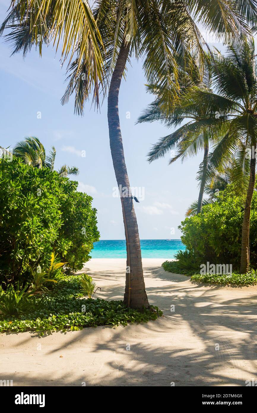 Vertical shot of coconut palm trees on a tropical beach Stock Photo - Alamy