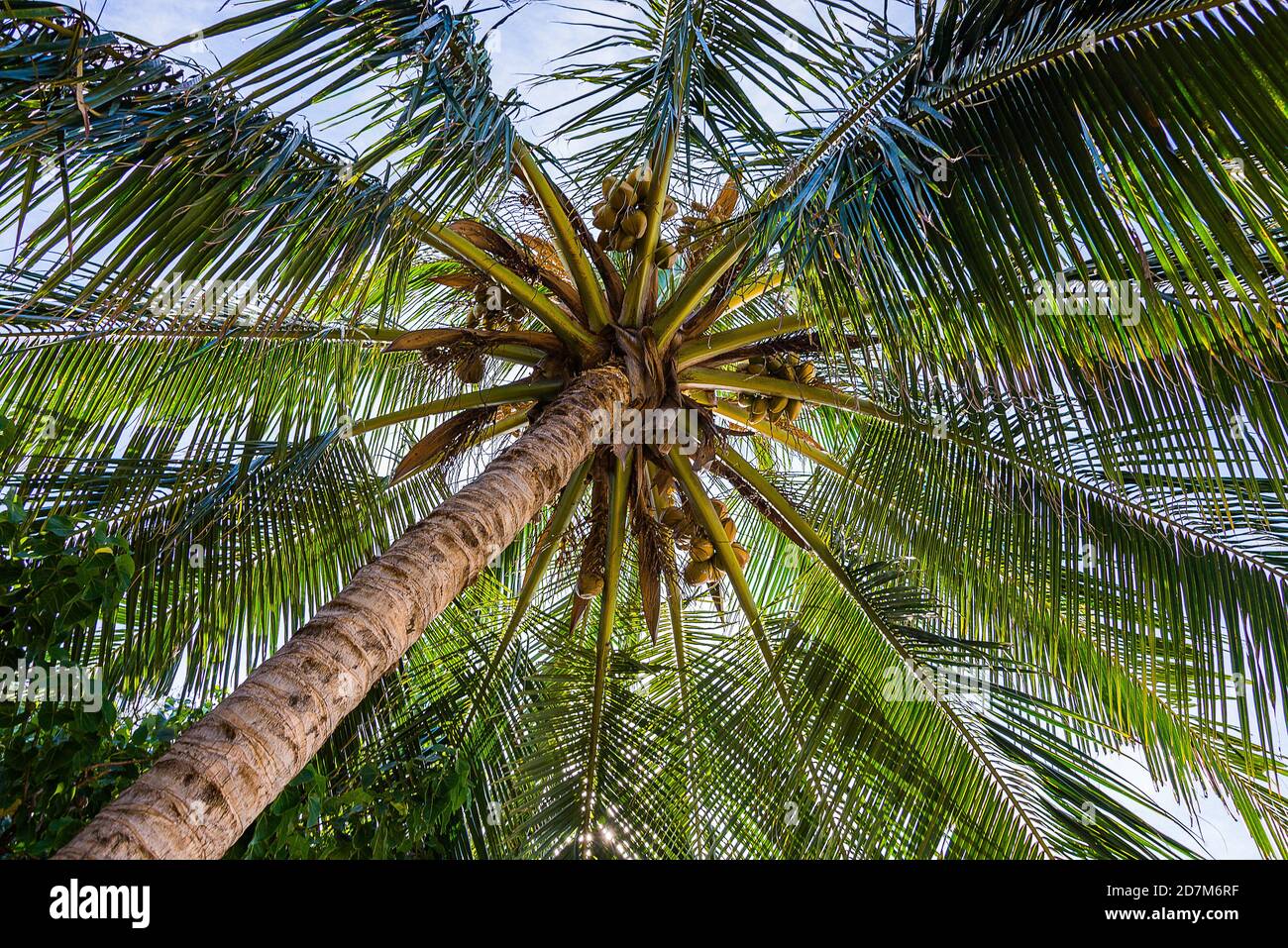 Low angle shot of the ripe coconuts on the coconut palm tree Stock ...