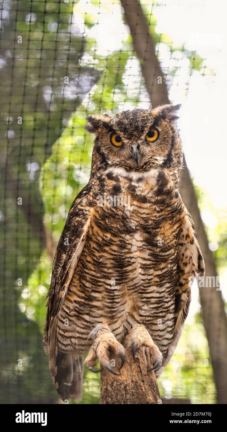 Buho High Resolution Stock Photography and Images - Alamy