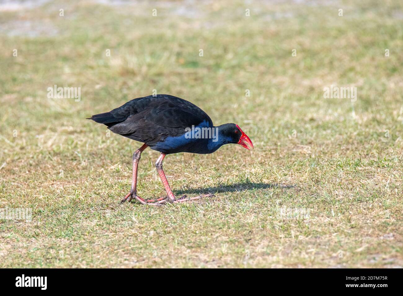 Australasian Swamphen Porphyrio melanotus melanotus Sydney, New South ...