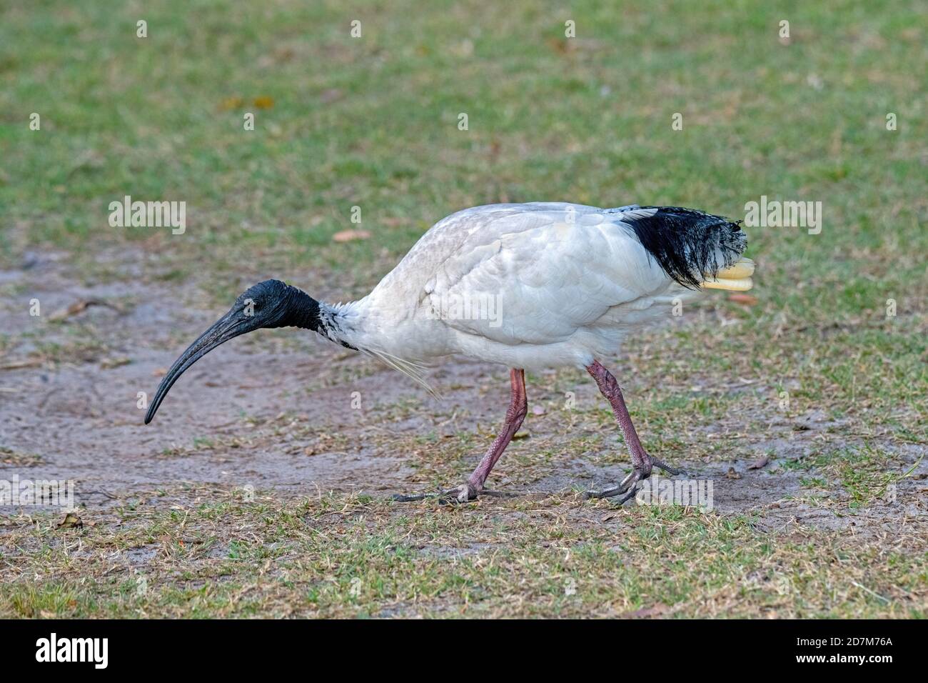 Australian ibis hi-res stock photography and images - Alamy