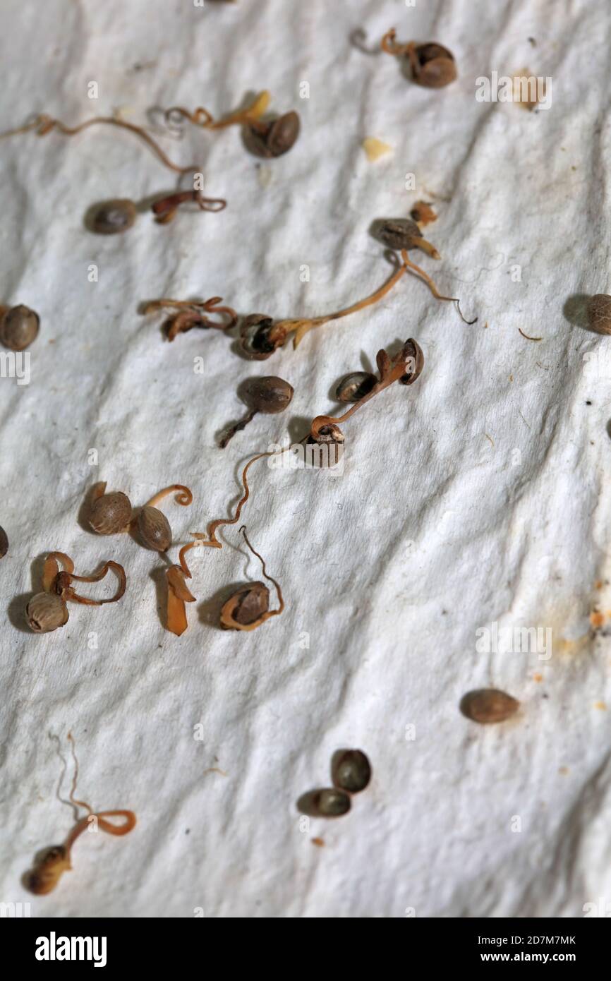 Cannabis dead seeds in white background retro high quality modern ...