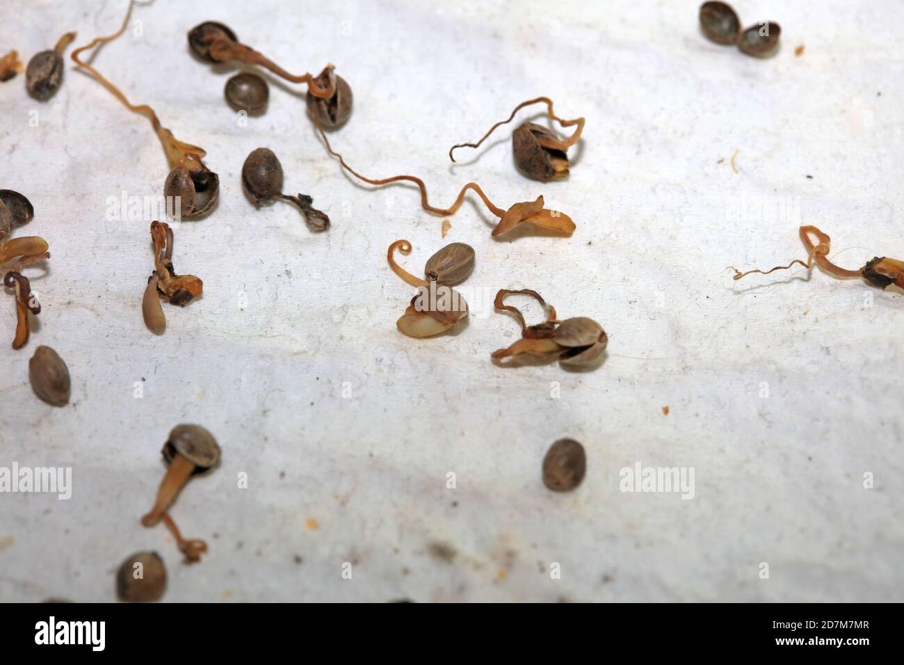 Cannabis dead seeds in white background retro high quality modern ...