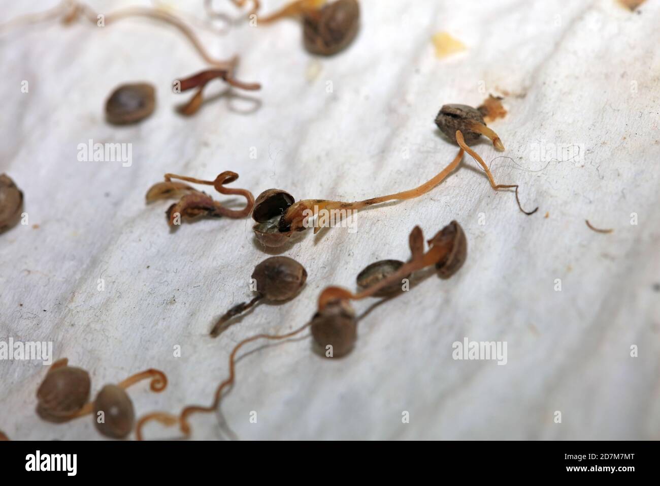 Cannabis dead seeds in white background retro high quality modern ...